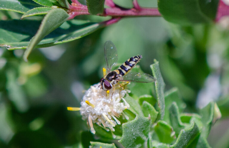 ¿Los reconoces? Descubre a los insectos más comunes de ver en los ...