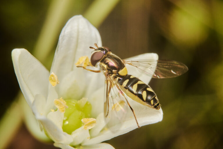 ¿Los reconoces? Descubre a los insectos más comunes de ver en los ...