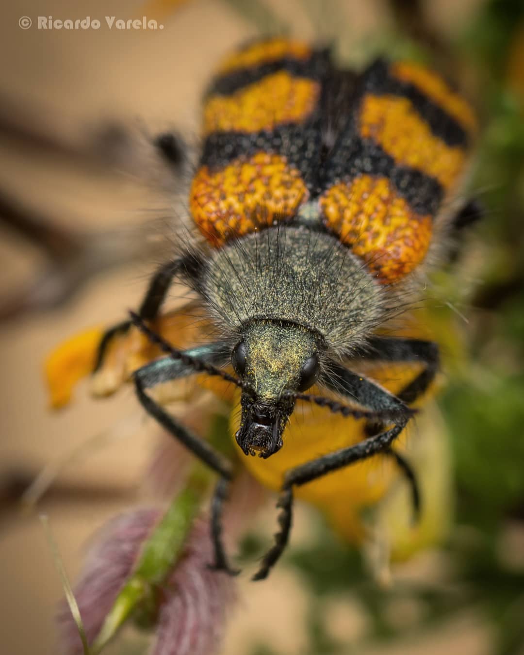 ¿Los reconoces? Descubre a los insectos más comunes de ver en los ...
