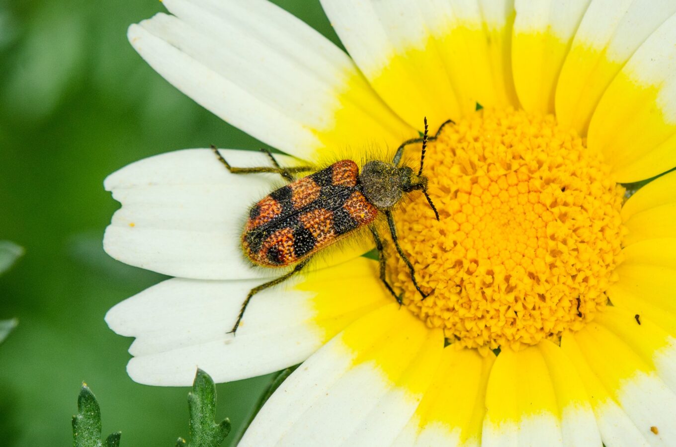 ¿Los reconoces? Descubre a los insectos más comunes de ver en los ...