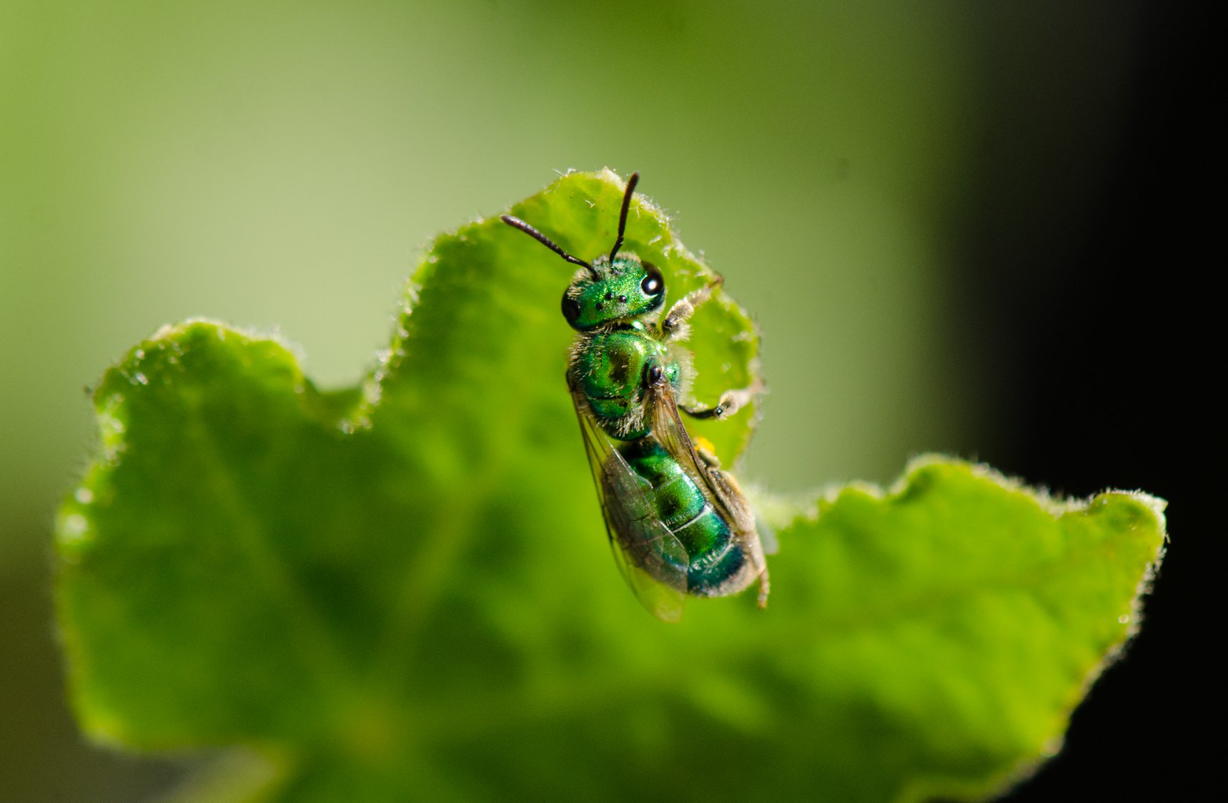 ¿Los reconoces? Descubre a los insectos más comunes de ver en los ...