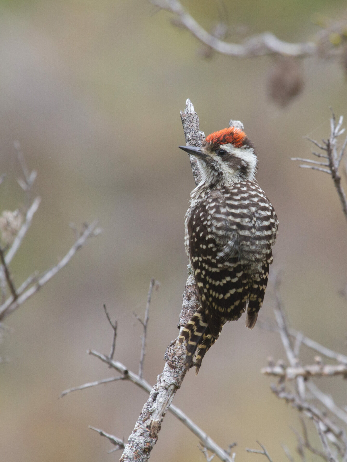 No solo son buenos ingenieros: los pájaros carpinteros y su rol como ...