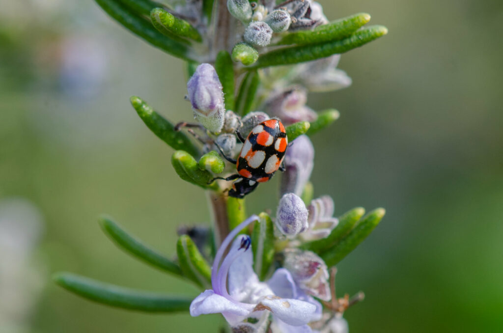 ¿Los reconoces? Descubre a los insectos más comunes de ver en los ...