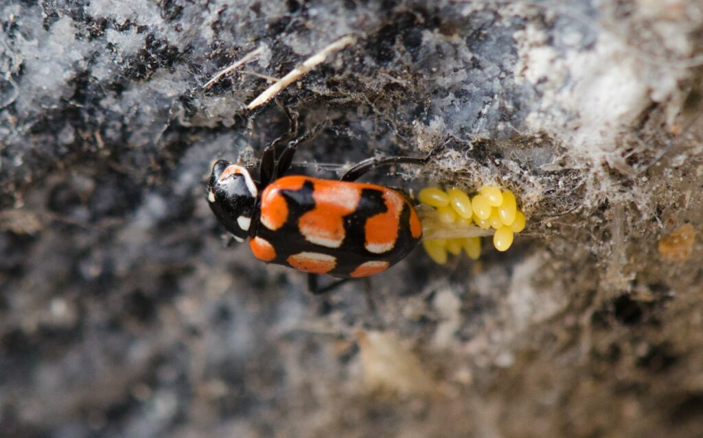 ¿Los reconoces? Descubre a los insectos más comunes de ver en los ...