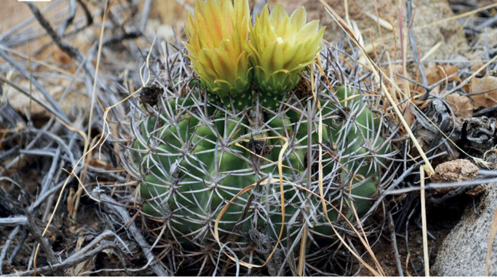 Investigadores identifican nueve especies de cactus que solo habitan en ...