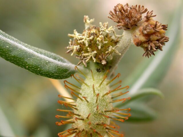 Pueden viajar de un continente a otro: Explorando las diferentes formas ...