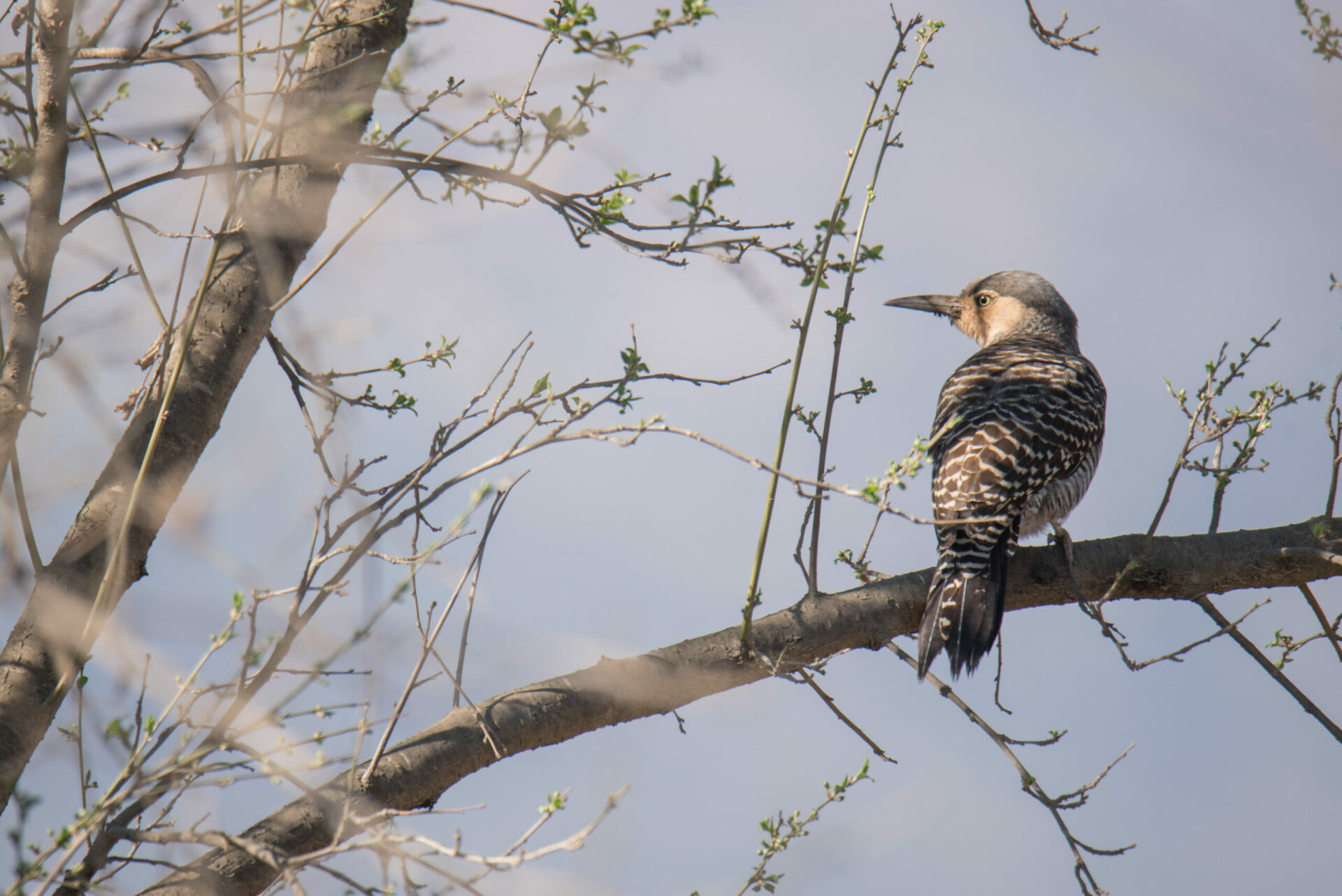 Pitío austral – Vicente Pantoja | Ladera Sur
