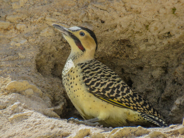 No solo son buenos ingenieros: los pájaros carpinteros y su rol como ...