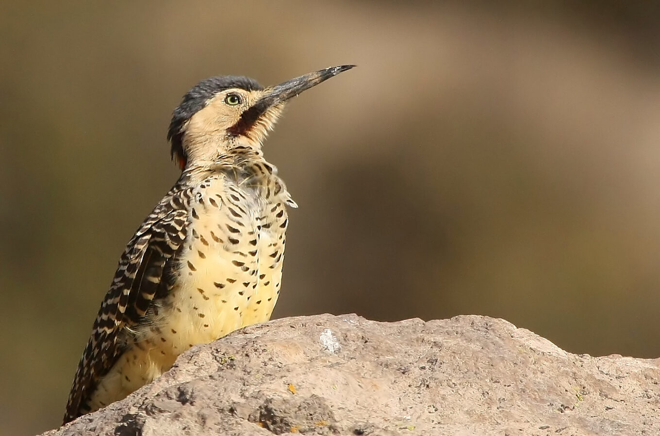 No solo son buenos ingenieros: los pájaros carpinteros y su rol como ...