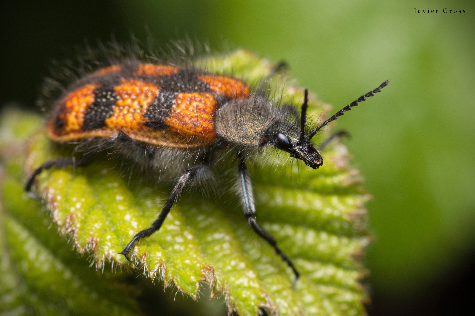 ¿Los reconoces? Descubre a los insectos más comunes de ver en los ...