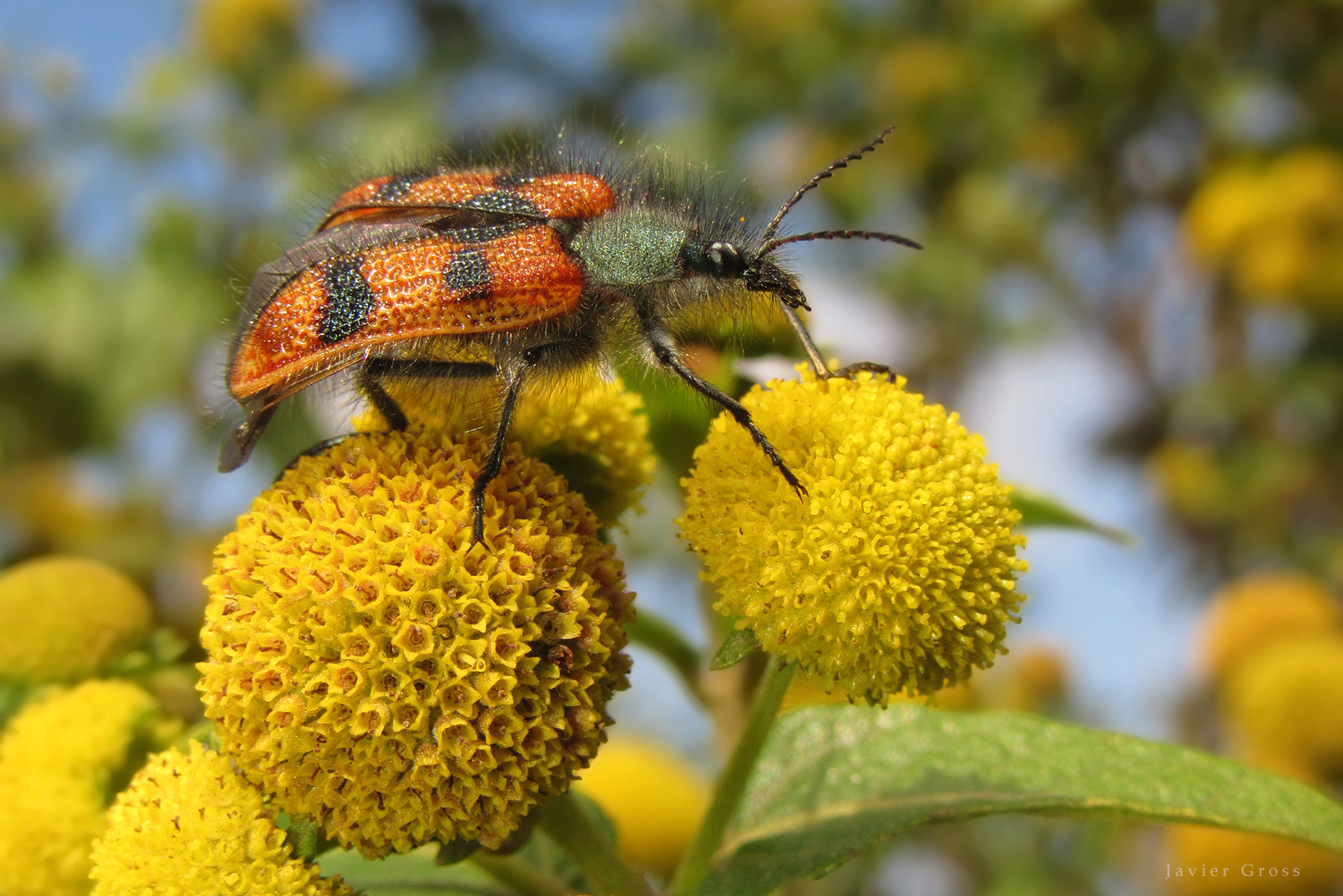 ¿Los reconoces? Descubre a los insectos más comunes de ver en los ...