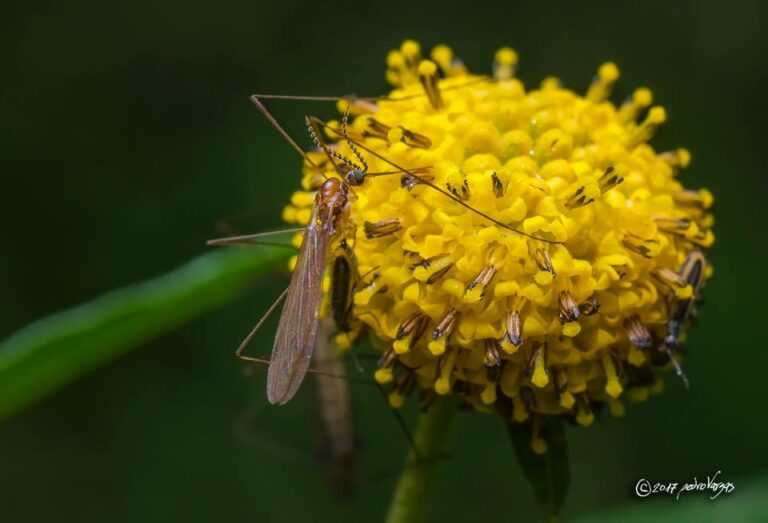 ¿Los reconoces? Descubre a los insectos más comunes de ver en los ...