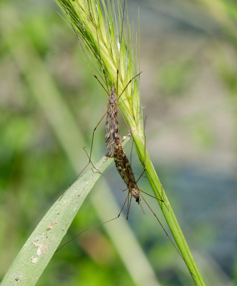 ¿Los reconoces? Descubre a los insectos más comunes de ver en los ...