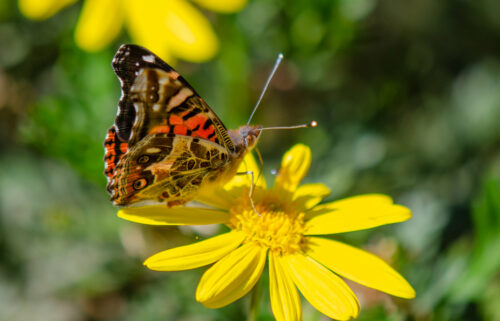 ¿Los reconoces? Descubre a los insectos más comunes de ver en los ...