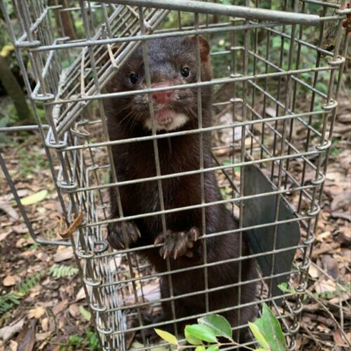 Visón americano: ¿Qué sabemos sobre los potenciales riesgos sanitarios ...