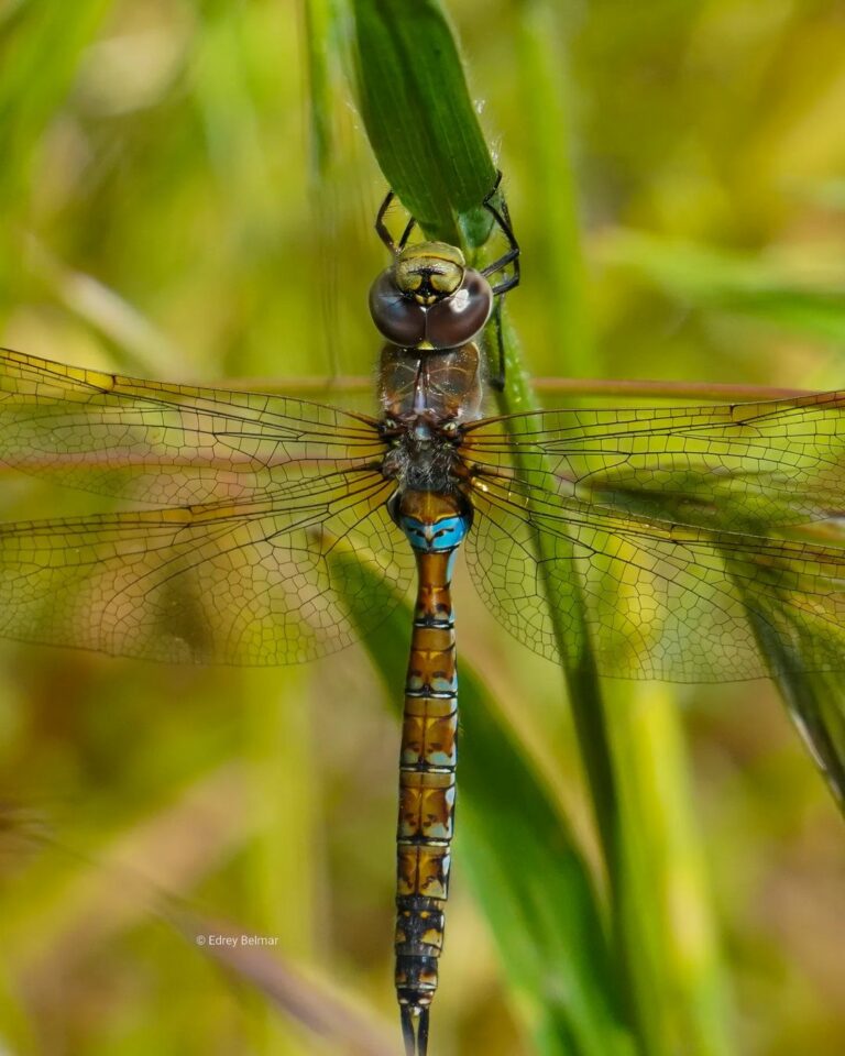 ¿Los reconoces? Descubre a los insectos más comunes de ver en los ...
