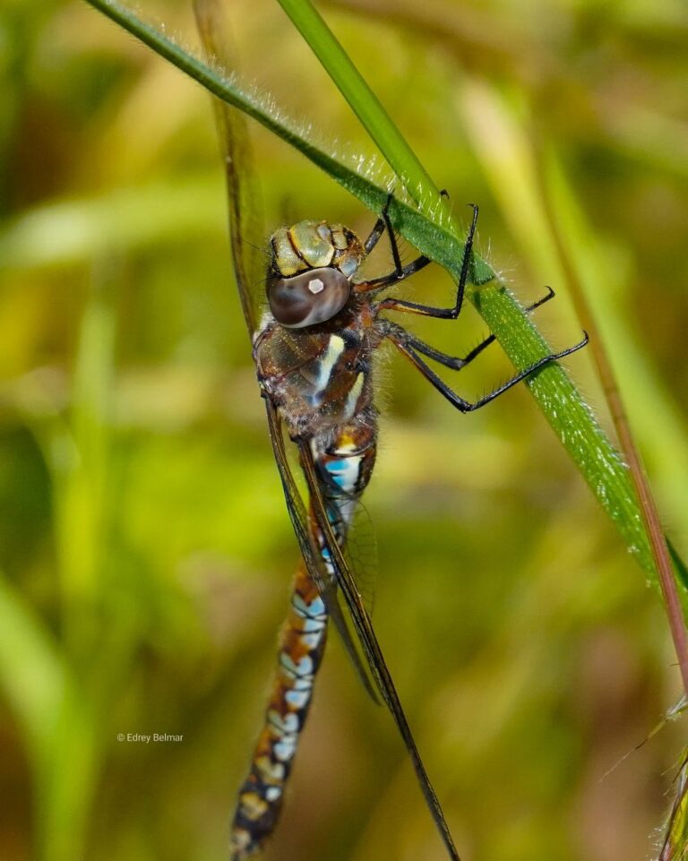 ¿Los reconoces? Descubre a los insectos más comunes de ver en los ...