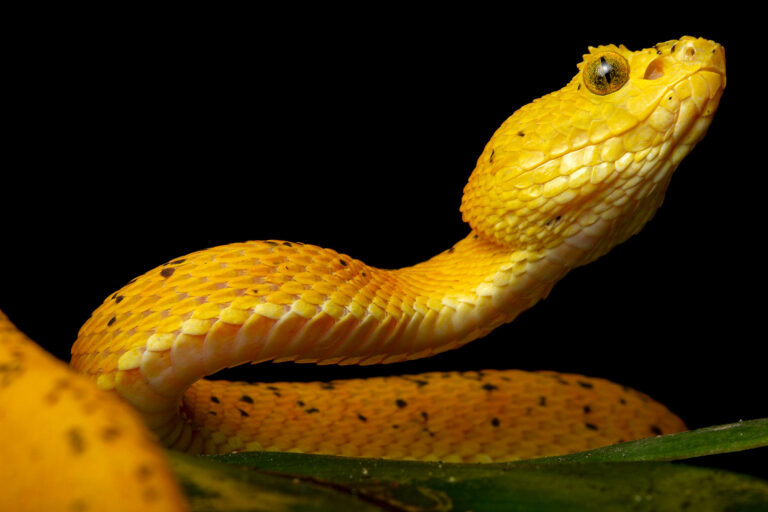 Las deslumbrantes cinco nuevas especies de víboras de pestañas ...