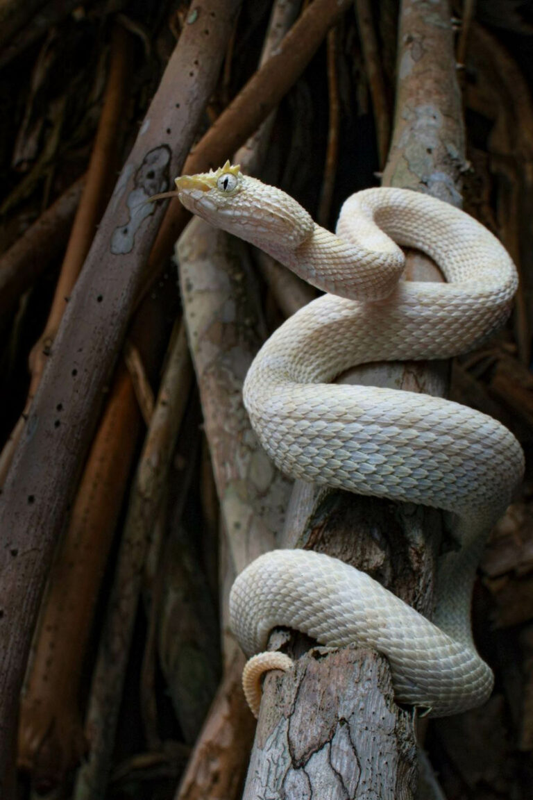 Las deslumbrantes cinco nuevas especies de víboras de pestañas ...