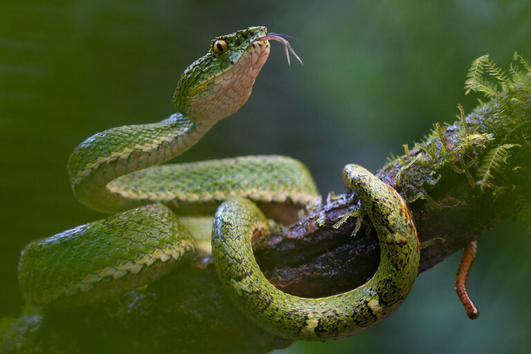 Las deslumbrantes cinco nuevas especies de víboras de pestañas ...