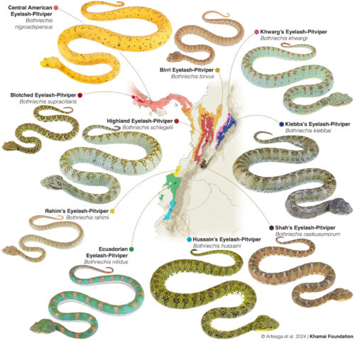 Las deslumbrantes cinco nuevas especies de víboras de pestañas ...