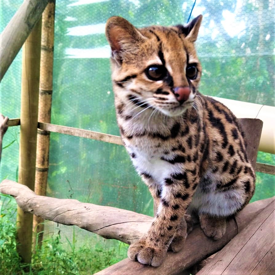 Al rescate de los tigrillos de Latinoamérica: Descubrimiento de nueva ...