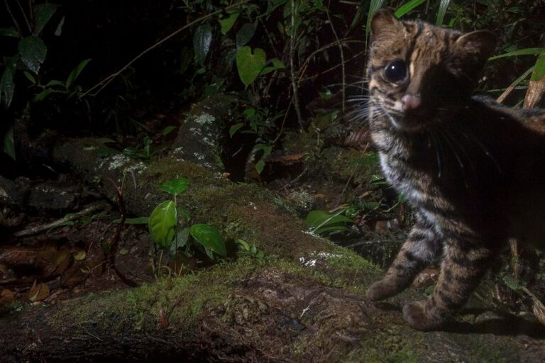 Al rescate de los tigrillos de Latinoamérica: Descubrimiento de nueva ...