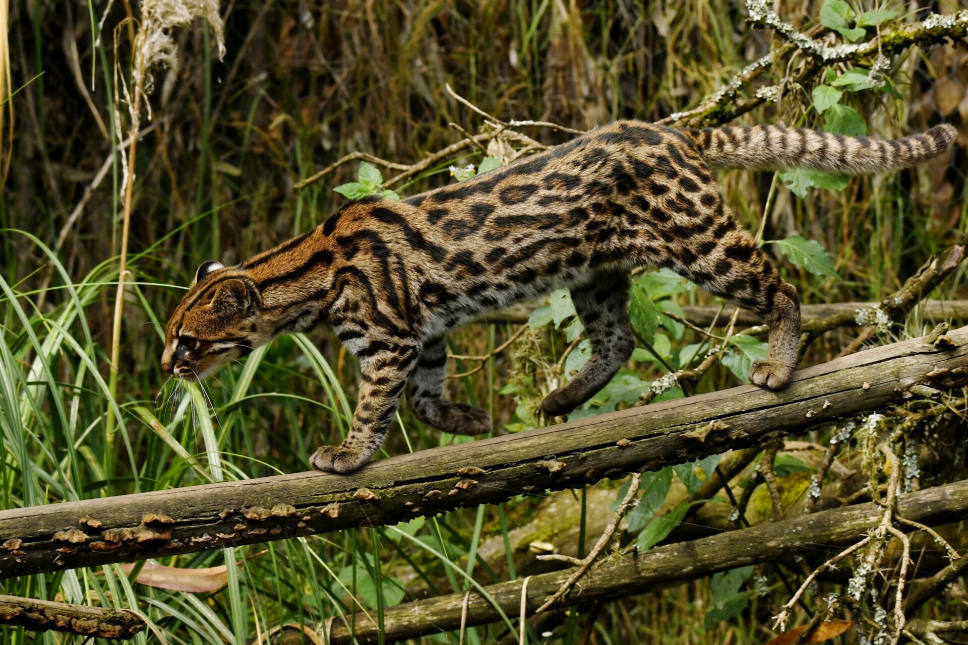 Al rescate de los tigrillos de Latinoamérica: Descubrimiento de nueva ...
