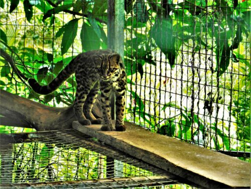 Al rescate de los tigrillos de Latinoamérica: Descubrimiento de nueva ...