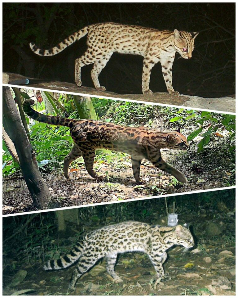 Al rescate de los tigrillos de Latinoamérica: Descubrimiento de nueva ...