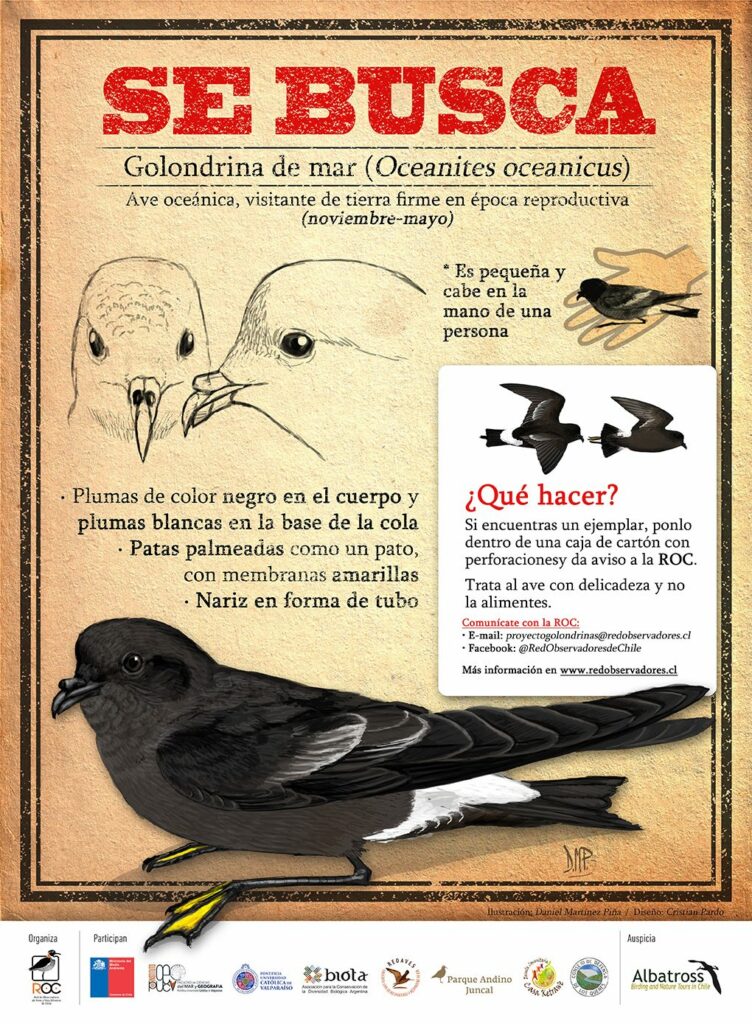 La increíble historia de las golondrinas de mar fueguinas que se ...