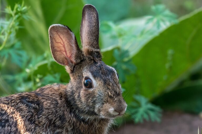 ¿Cómo distinguirlas? Algunas especies nativas de Chile que se parecen a ...