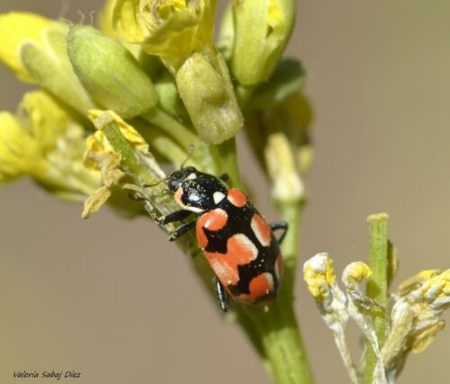 ¿Cómo distinguirlas? Algunas especies nativas de Chile que se parecen a ...