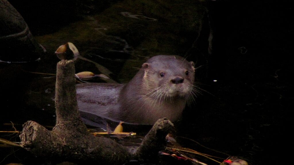 huillin | Ladera Sur