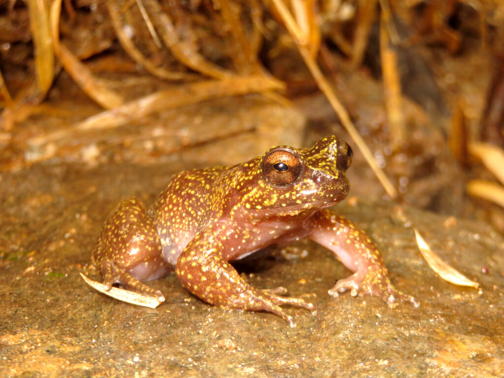 Descubren nueva población de rana micro endémica de Chile: es uno de ...