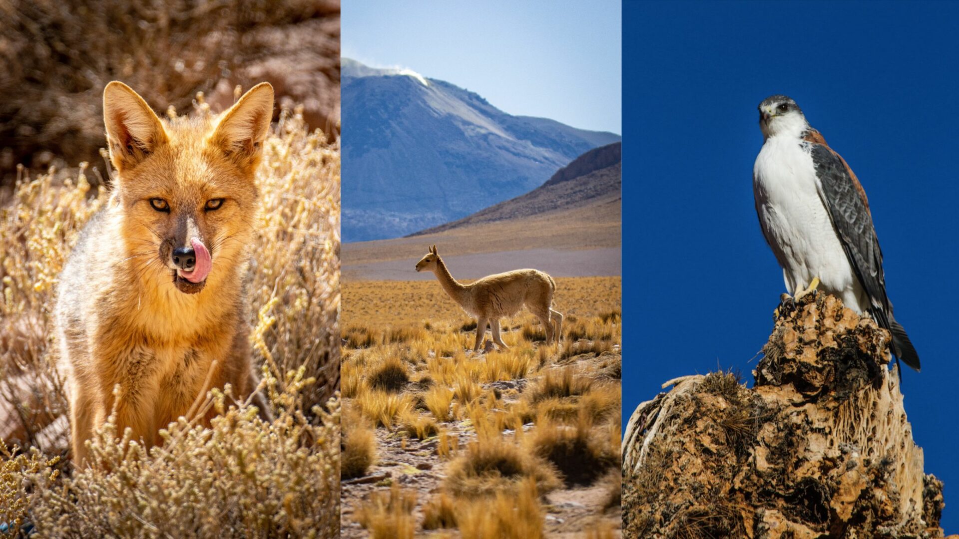 Reserva de Conservación Puritama: Más allá de sus termas, una maravilla ...