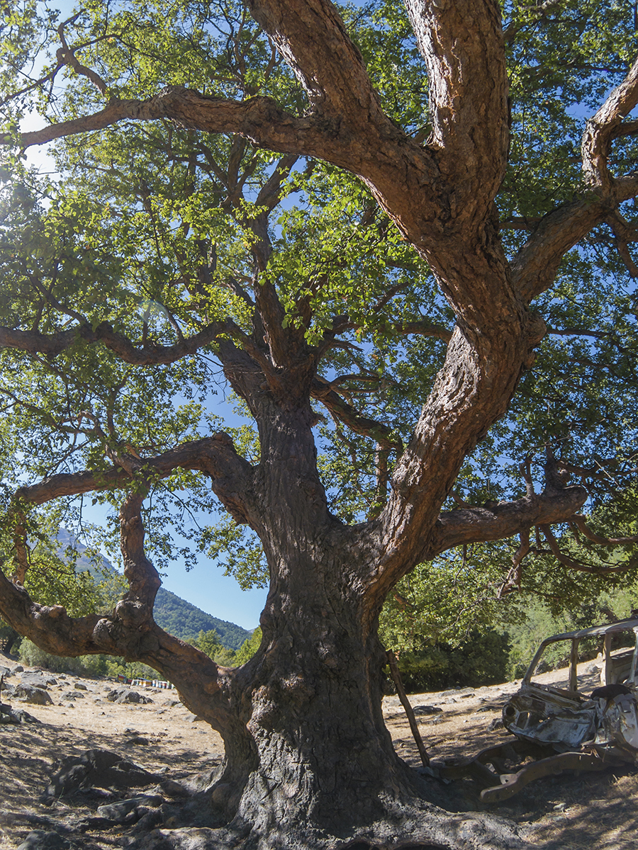Descubre la diversidad de los Nothofagus en Chile con esta guía ...