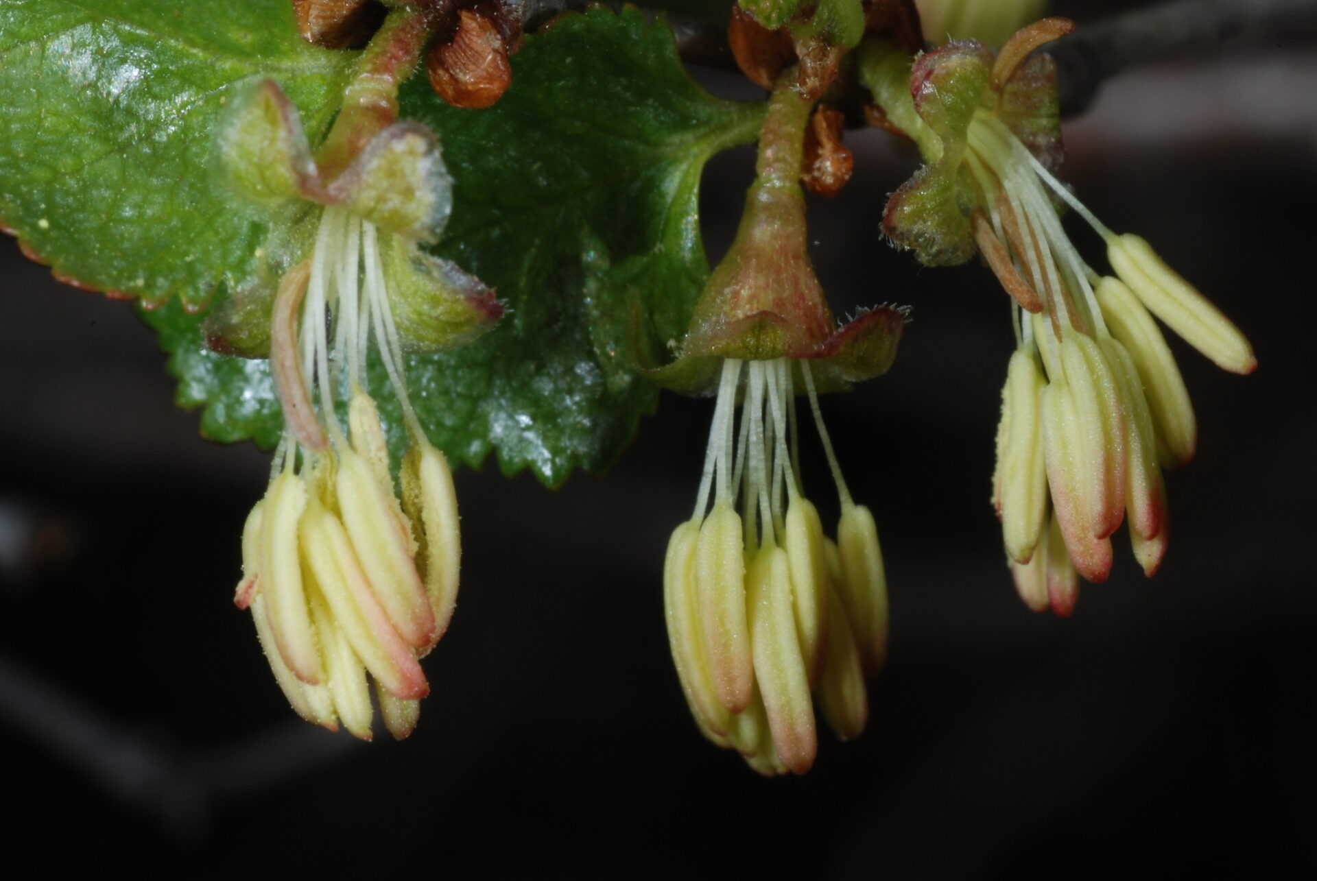 Descubre la diversidad de los Nothofagus en Chile con esta guía ...