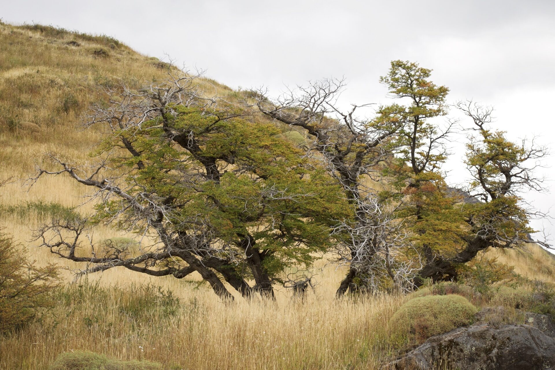 Descubre la diversidad de los Nothofagus en Chile con esta guía ...
