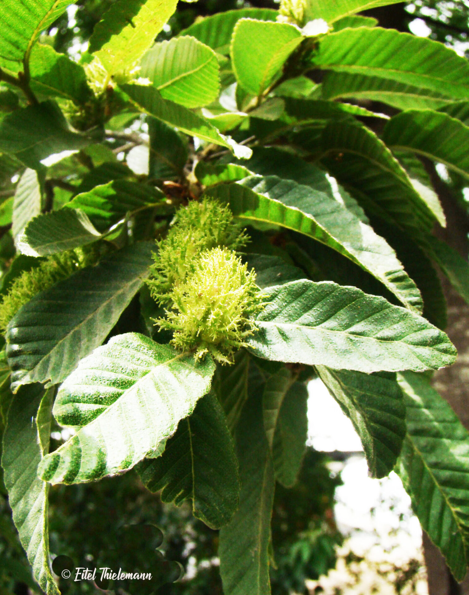 Descubre la diversidad de los Nothofagus en Chile con esta guía ...
