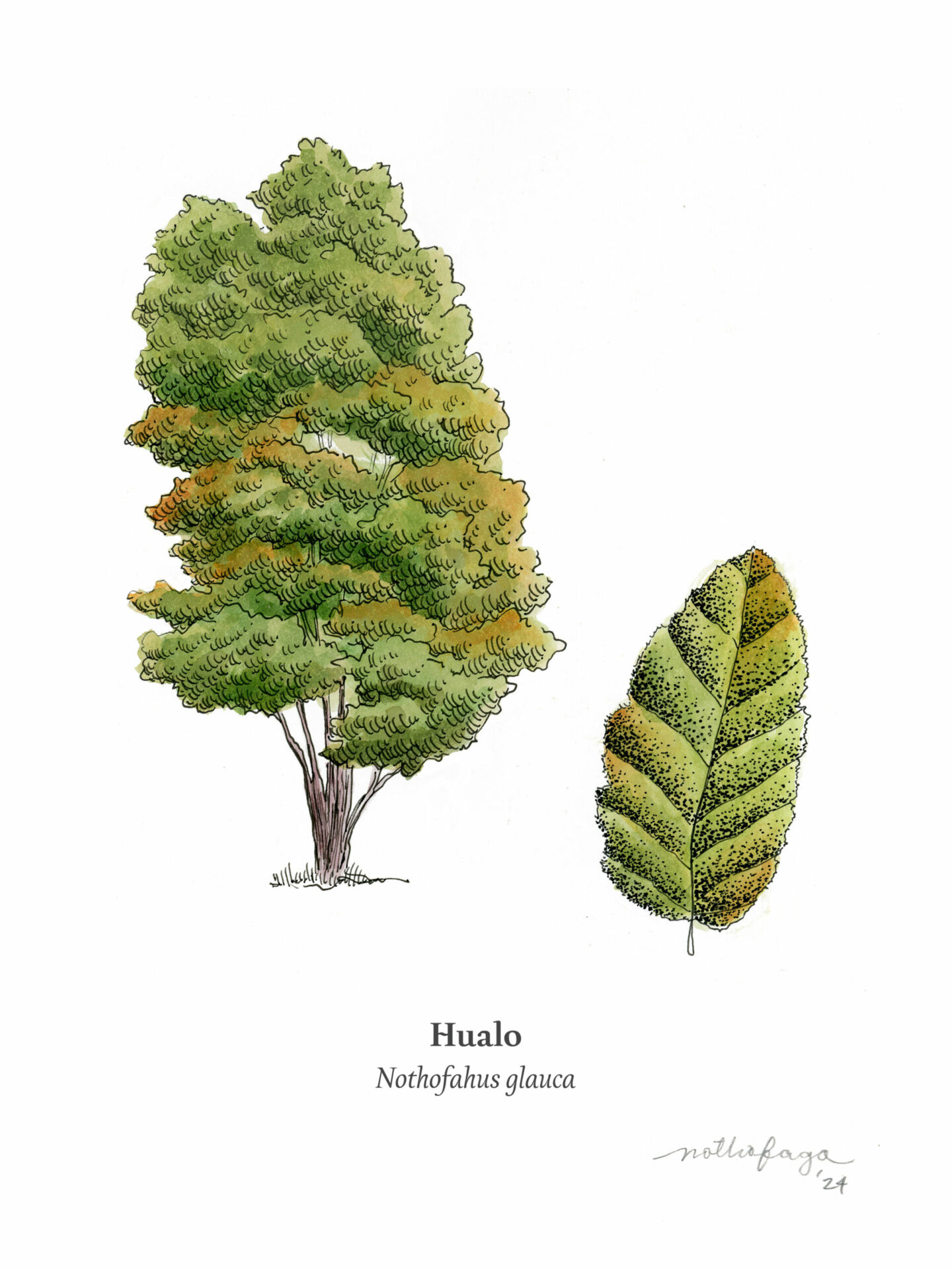 Descubre la diversidad de los Nothofagus en Chile con esta guía ...