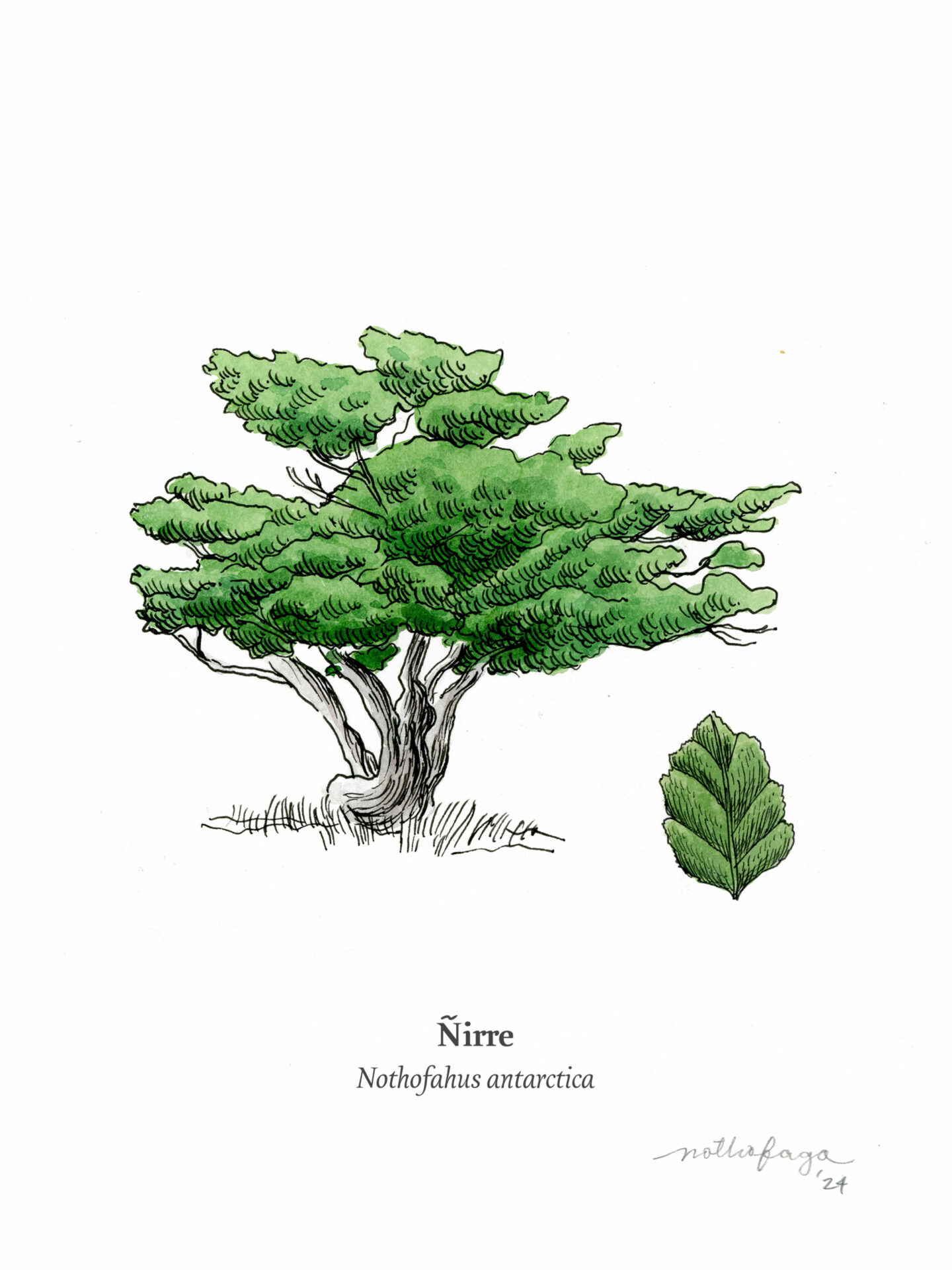 Descubre la diversidad de los Nothofagus en Chile con esta guía ...