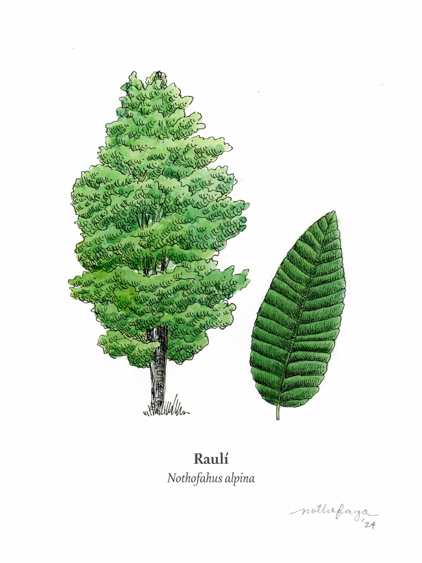 Descubre la diversidad de los Nothofagus en Chile con esta guía ...