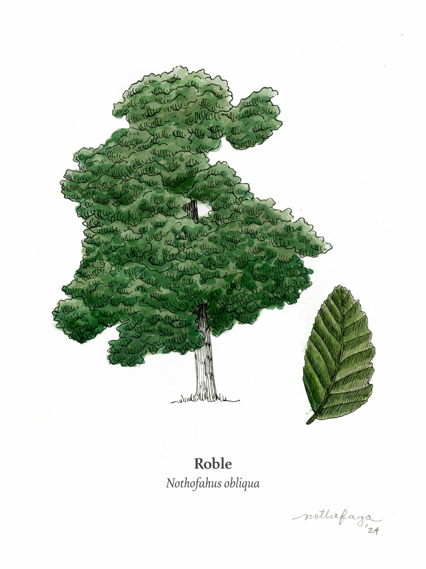 Descubre la diversidad de los Nothofagus en Chile con esta guía ...