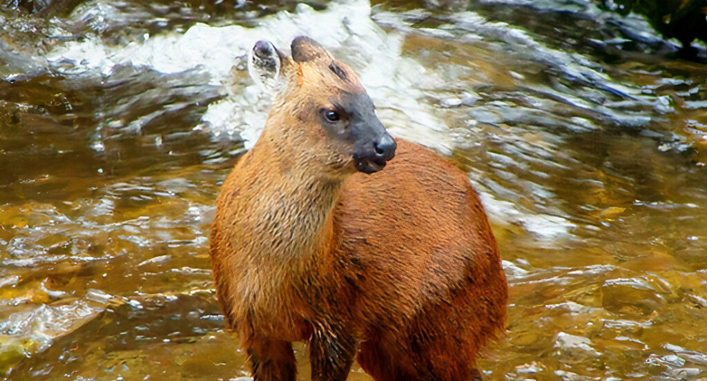 PERÚ: Descubren nueva especie de pudú, es el primer ciervo viviente ...