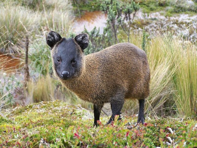 PERÚ: Descubren nueva especie de pudú, es el primer ciervo viviente ...