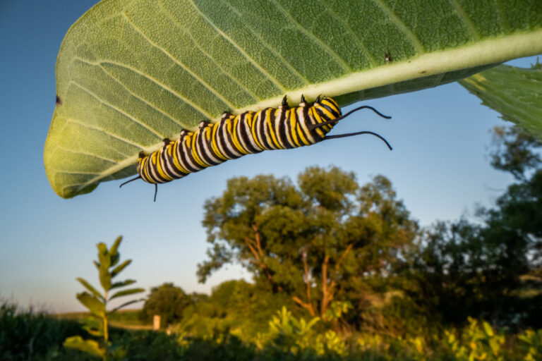 Jaime Rojo y sus 20 años fotografiando a la mariposa monarca: la pasión ...