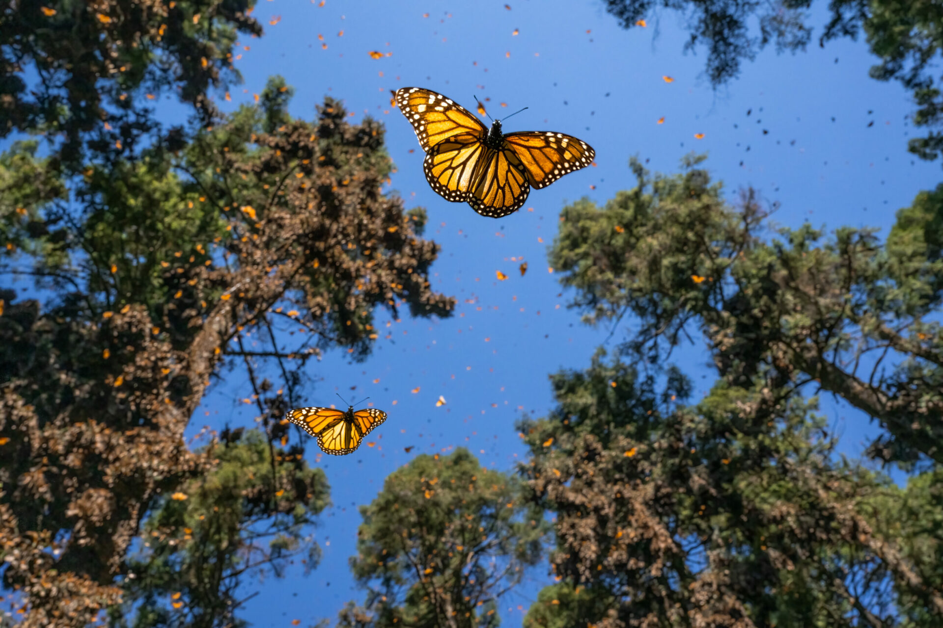 Jaime Rojo y sus 20 años fotografiando a la mariposa monarca: la pasión ...