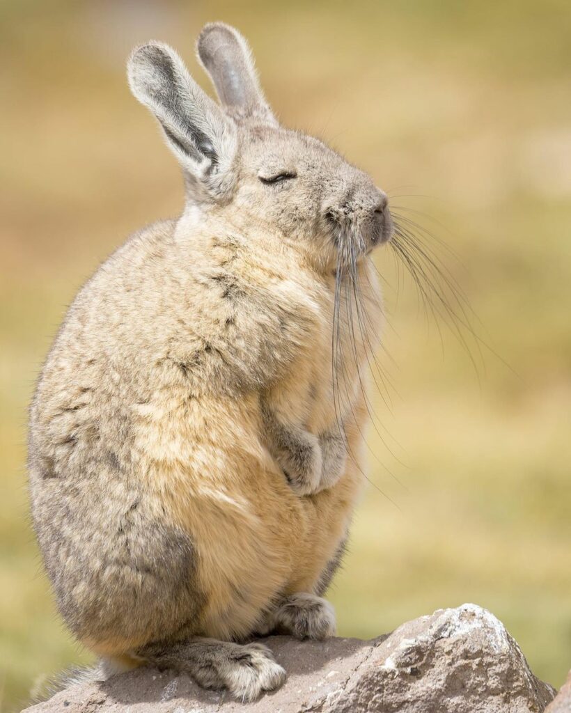 ¿Cómo distinguirlas? Algunas especies nativas de Chile que se parecen a ...