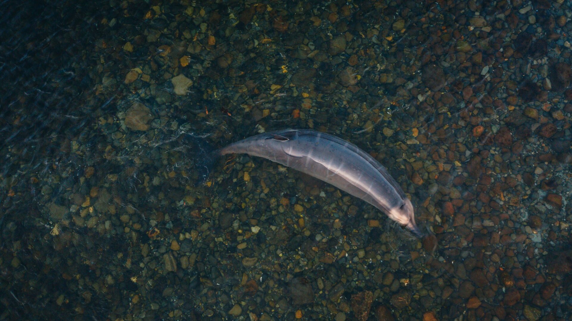 La historia del primer registro del zifio de Layard en Puerto Williams ...